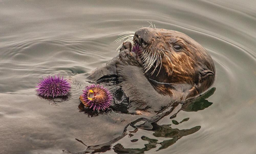 How wildlife contribute to the health of an ecosystem | Magazine ...