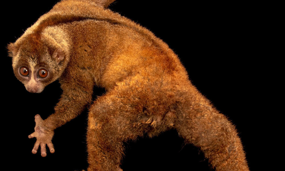 Meet the slow loris, a cute primate with a toxic bite | Magazine ...