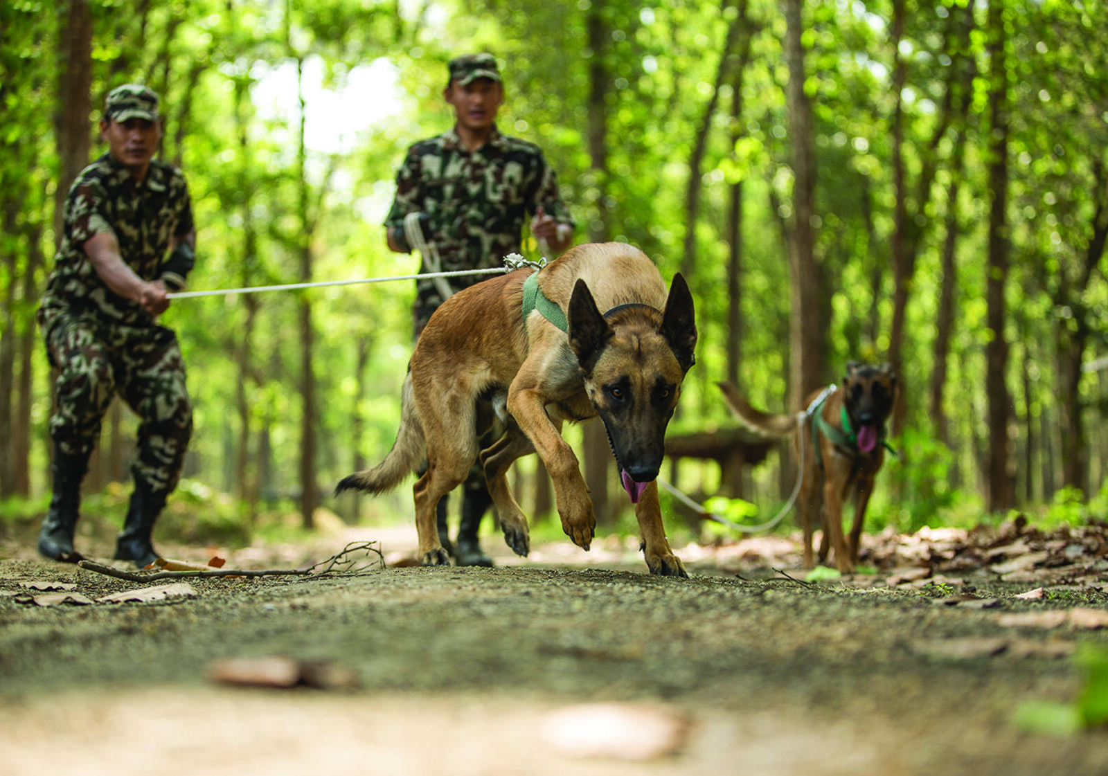 A National Park Tackles Wildlife Crime With A New Sniffer Dog Team