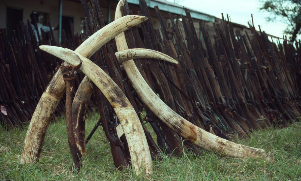 TNRC Blog Understanding crime convergence to better target natural ...