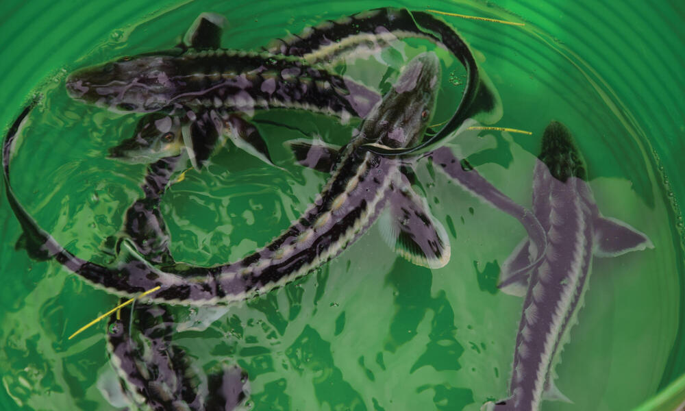 Rewilding the Danube River | Magazine Articles | WWF