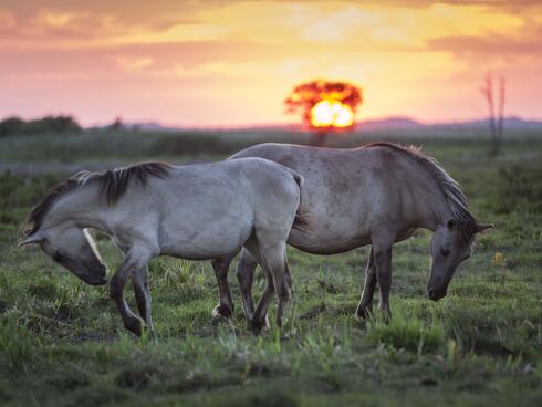 Rewilding a Lakeshore in Latvia | Magazine Articles | WWF