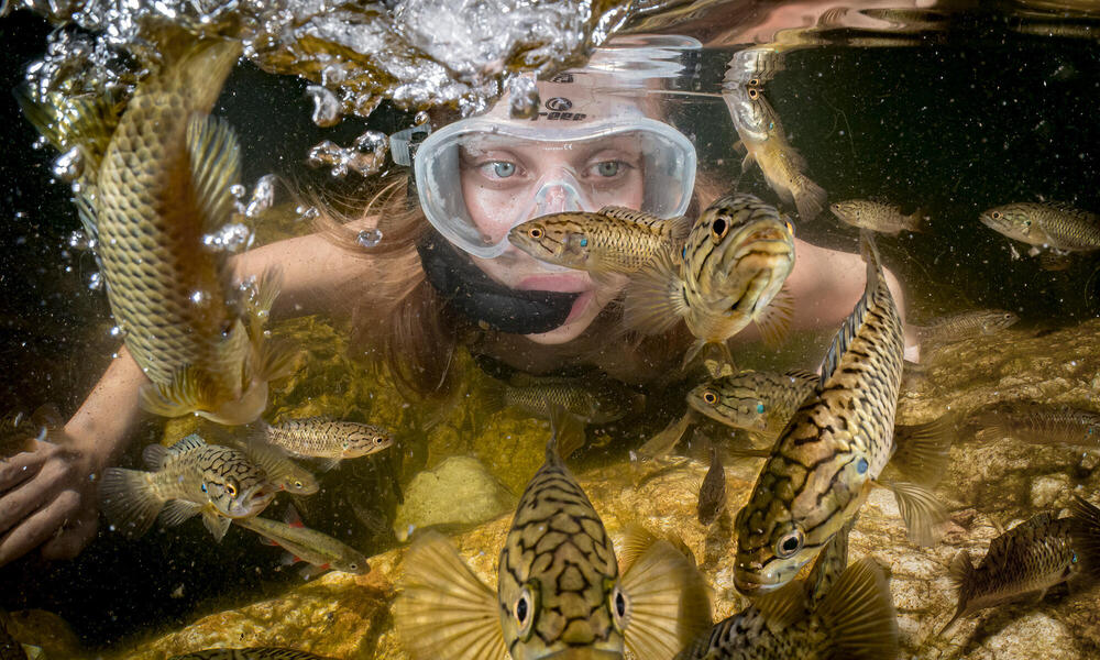 Snorkel Fish Rivers