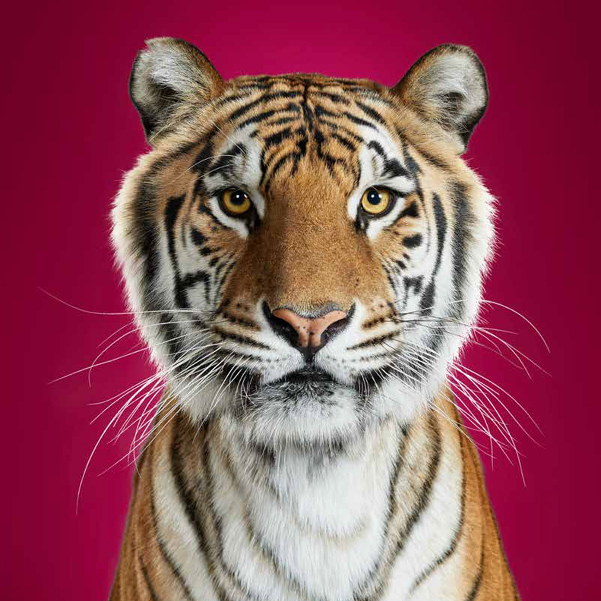 gifts.worldwildlife.org - urlscan.io