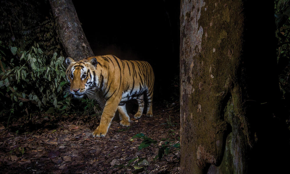 A camera trap captures an elusive tiger in Nepal | Magazine Articles | WWF