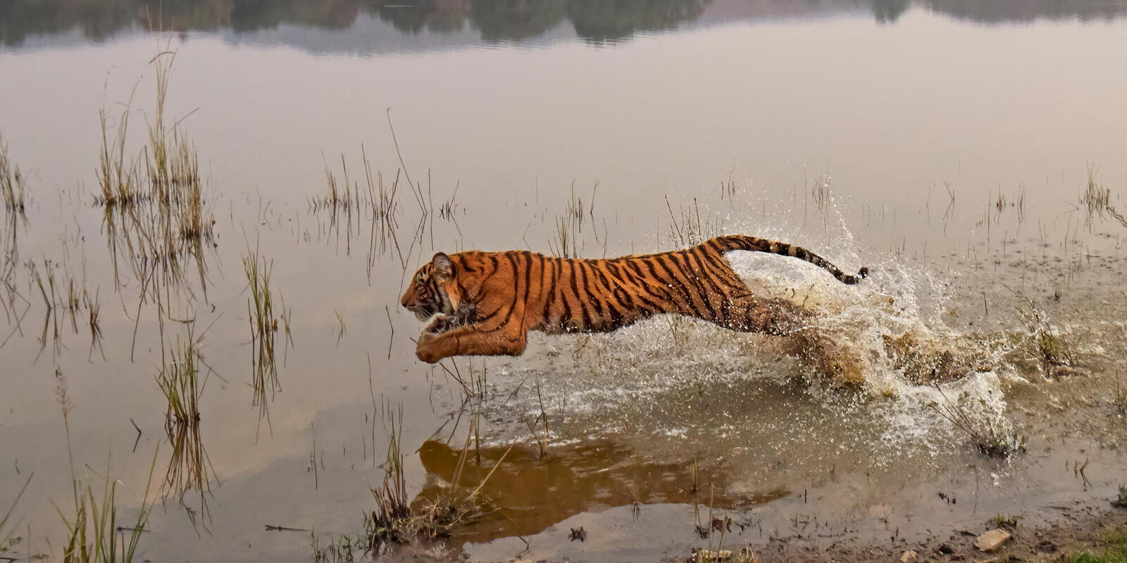 Bengal Tiger Hunting In Water Will She Hunt It Down ??? , F2 Stalking