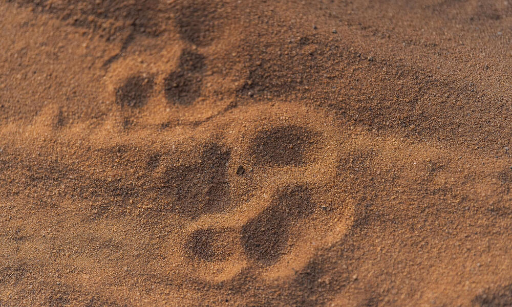 TNRC Blog Sand Mafias: Environmental Harm, Corruption and Economic ...