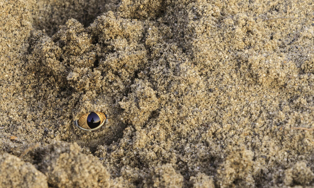 A toad's disappearing act, caught on camera | Magazine Articles | WWF