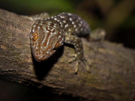 WWF Responsible Pet Guide | Pages | WWF