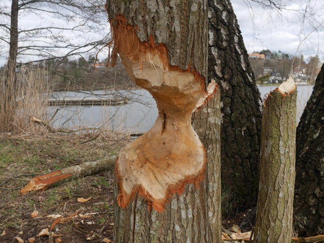 Beaver | Species | WWF