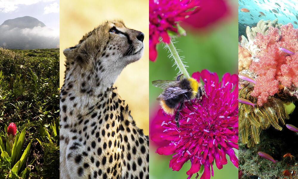 Teaching Tools About Biodiversity | Educators Toolkits | WWF