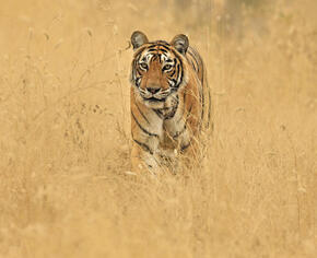 Visiting a tiger farm in Southeast Asia—and what such places mean for ...