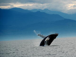 Photos & Videos | WWF