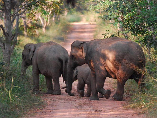 Asian Elephant Species WWF Asian Elephant Species WWF