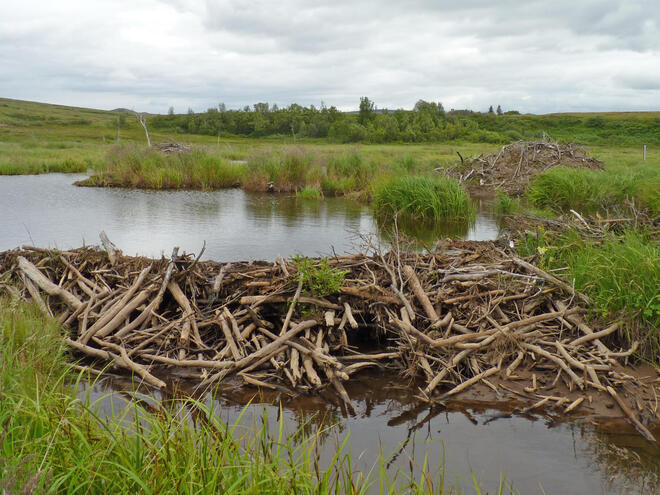 Beaver | Species | WWF