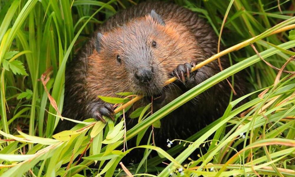 Beaver | Species | WWF