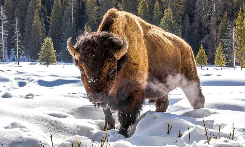 Restoring the Plains Bison with Native Nations | Nature Breaking ...