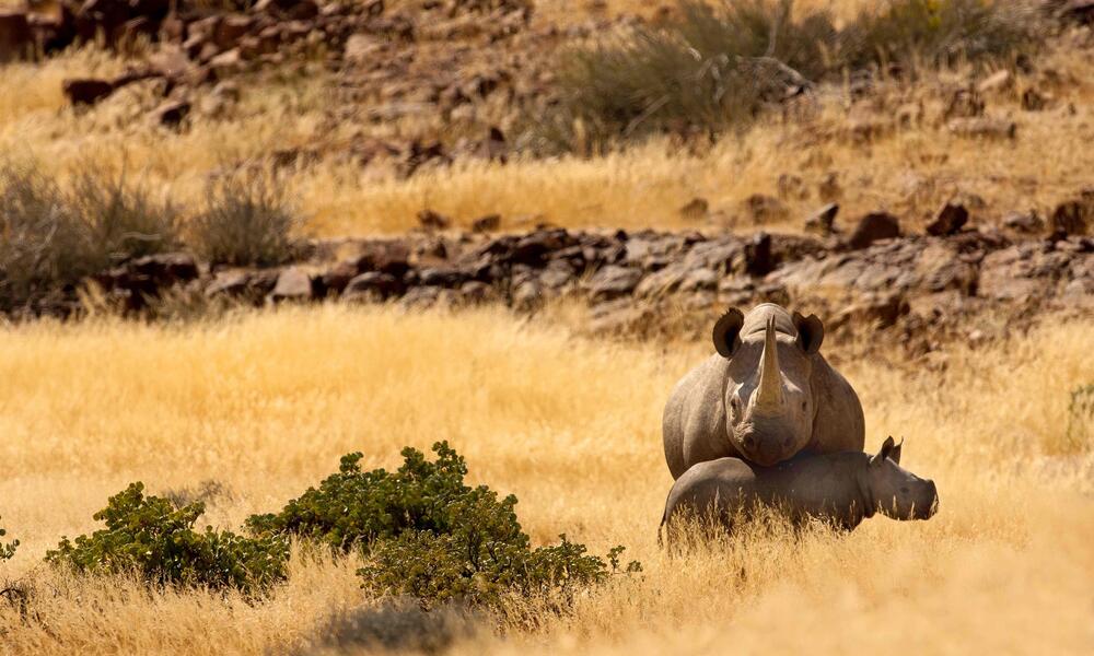 Baby Rhinos Signal Conservation Success in South Africa | Magazine ...