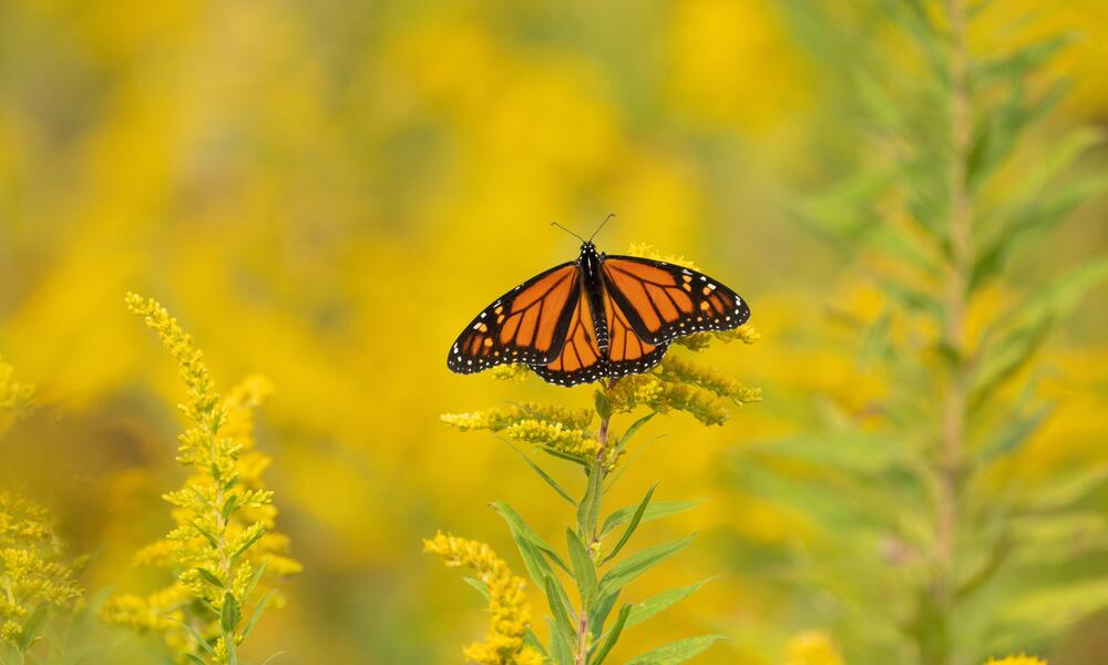 Plantas Que Atraen A Las Mariposas Monarca Las Plantas Para Mariposas