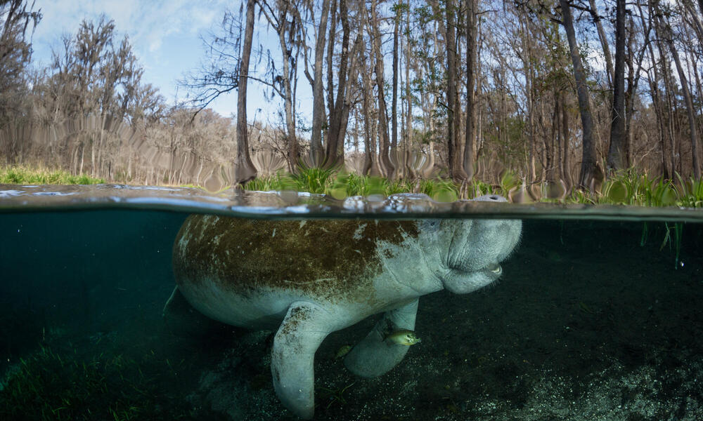 In the US, manatees get a change in status | Magazine Articles | WWF