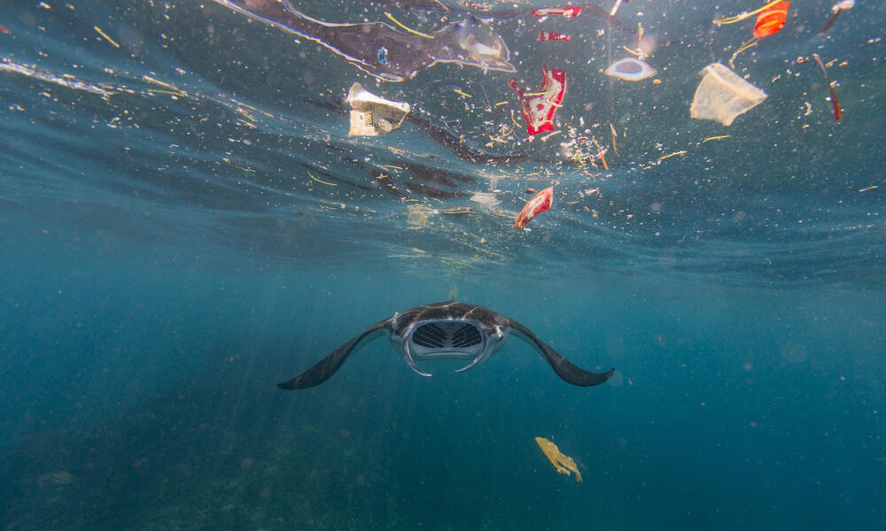 Solving the Plastic Crisis Through Cross-Sector Change | Blog Posts | WWF