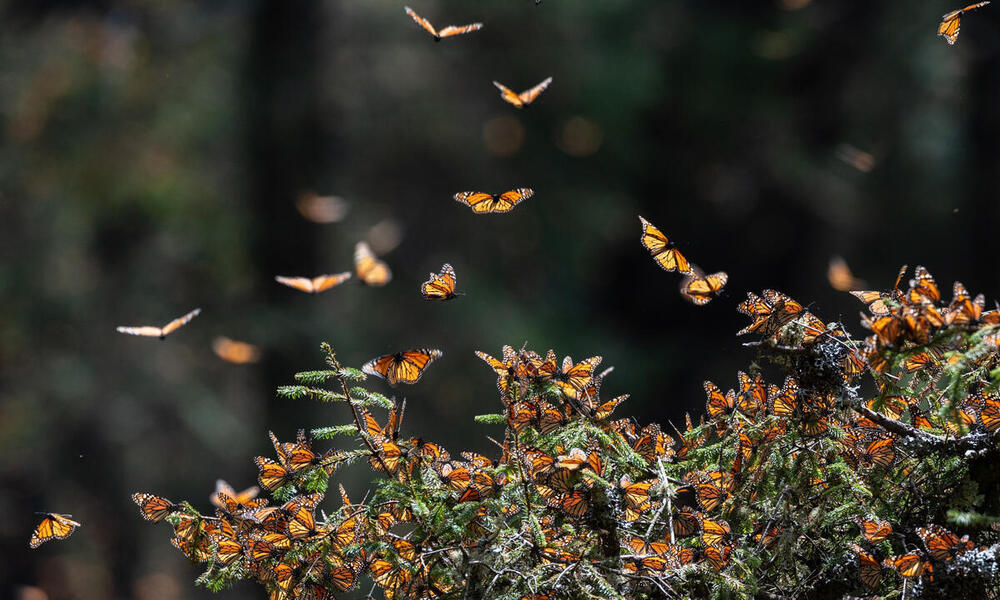 WWF helps monarchs take flight this Earth Day | Blog Posts | WWF
