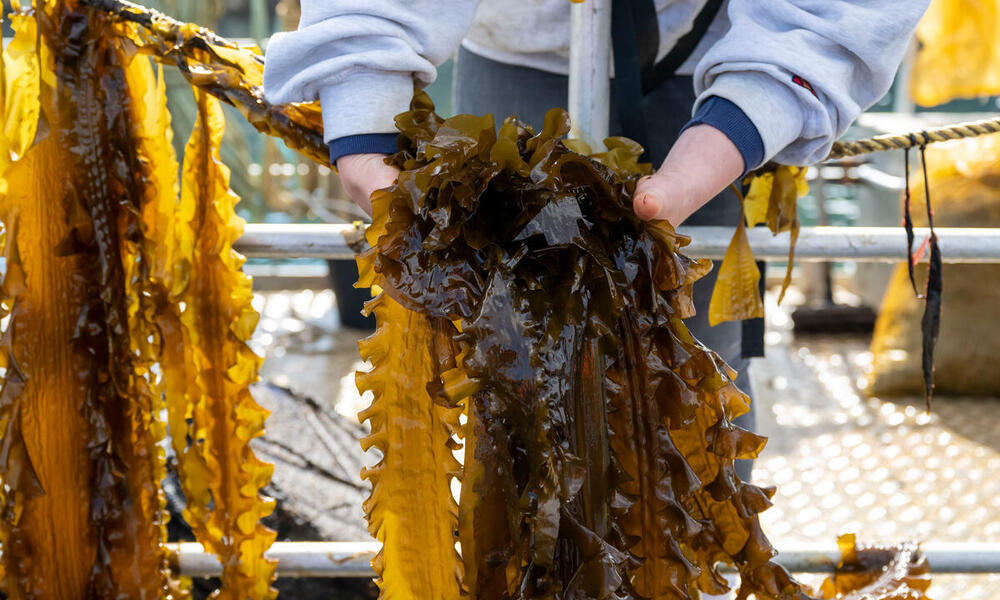 From Sea to Table: Wild Harvested Kelp Versus Farmed Kelp | Blog Posts ...
