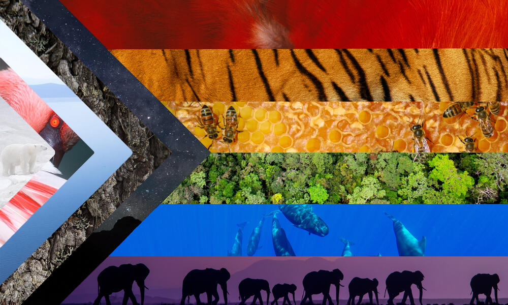 WWF statement on Pride Month | Pages | WWF