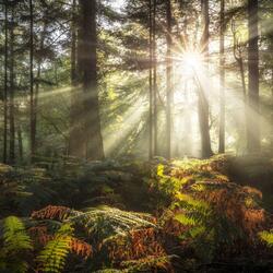 Bonobo | Species | WWF