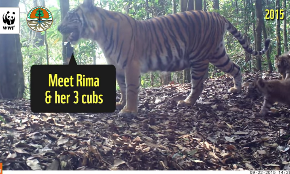 Rare footage shows successful tiger breeding | Stories | WWF