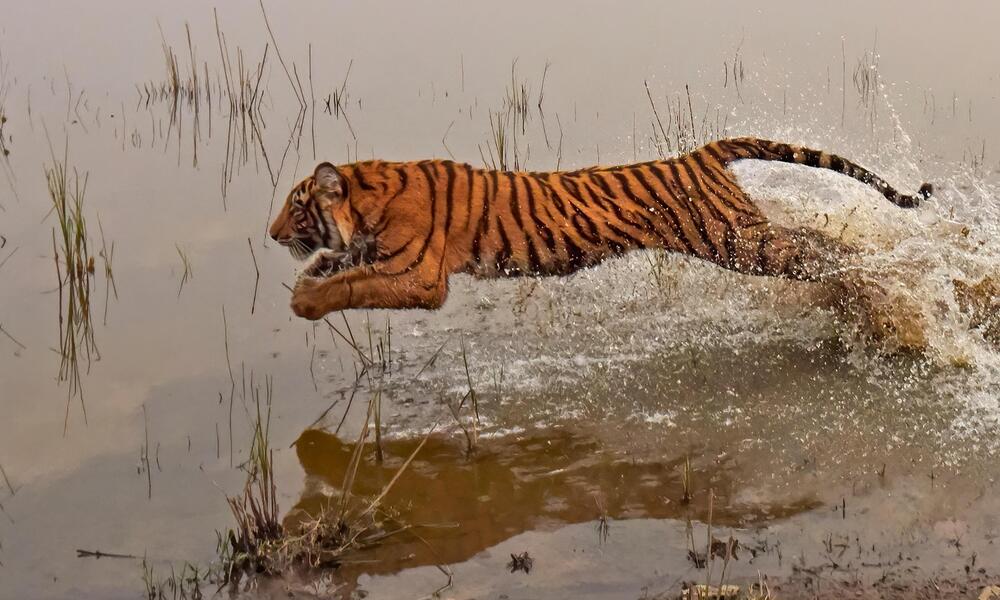 Tigre De Bengala Panthera Tigris Tigris Atacando A Travs De La Hierba